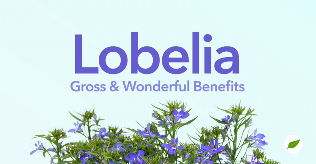 The Surprising Potential Health Benefits of the Lobelia Herb - NHC
