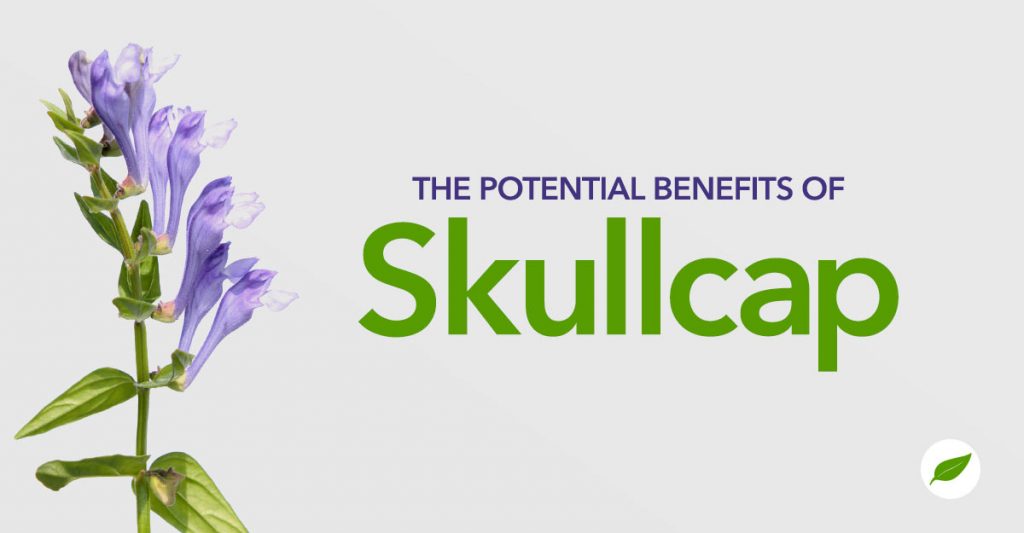 The Potential Medicinal Benefits of American and Chinese Skullcap - NHC