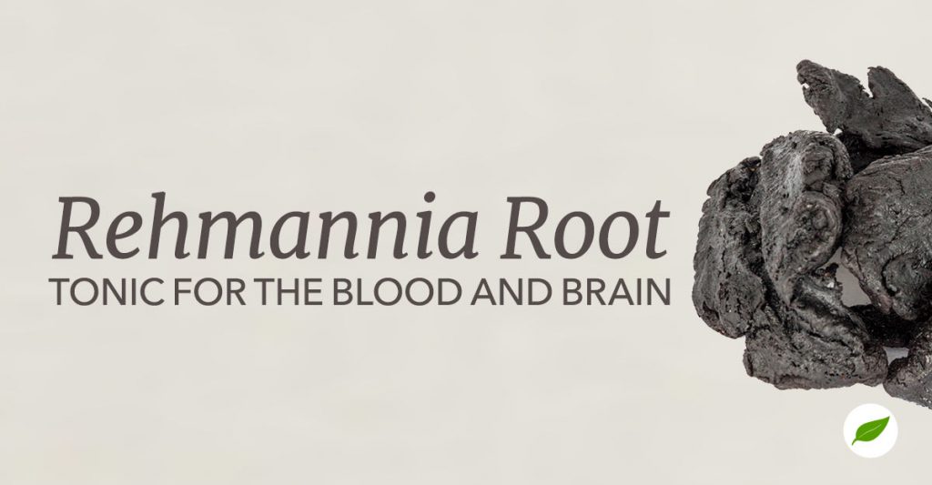 Rehmannia Root: Herbal Tonic for the Blood and Brain