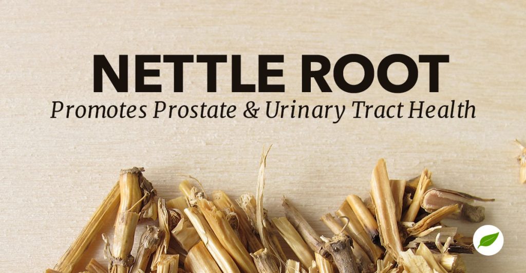 Try Stinging Nettle Root for Men’s Health Support