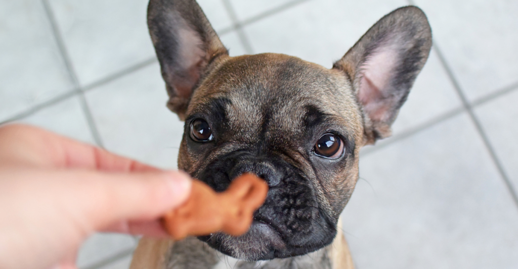 What are the Best Dog Treats? - Healthy Concepts with a Nutrition Bias
